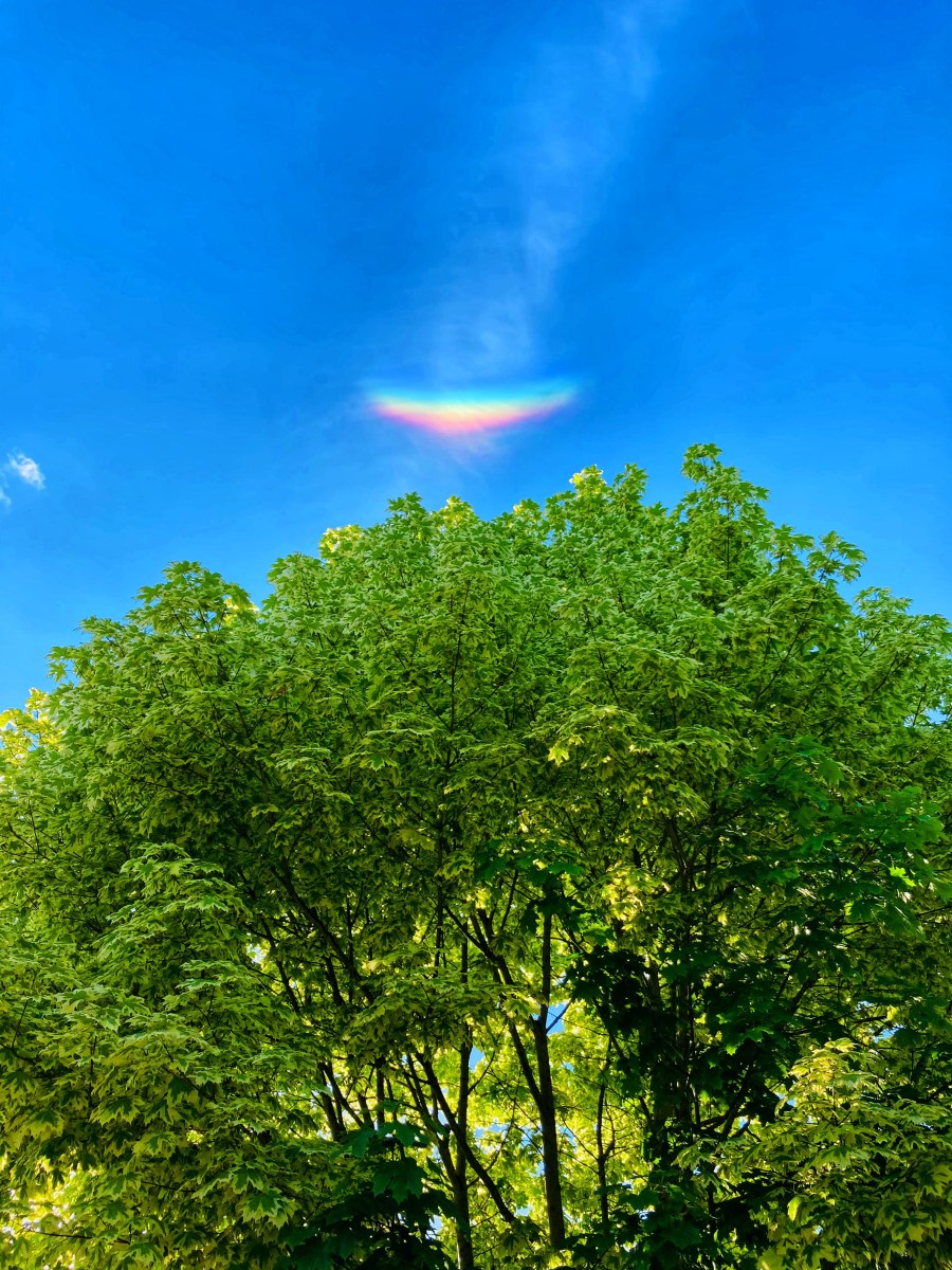 Smile! – Kate MacDougall